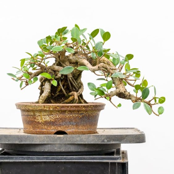 Pruning and repotting an exposed root ficus - Bonsai Tonight
