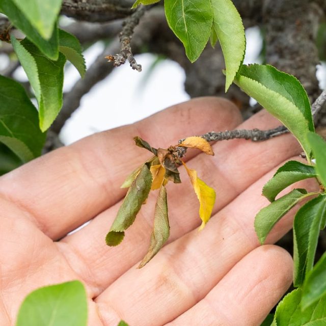 Diagnosing spots and twig dieback on a Japanese plum - Bonsai Tonight