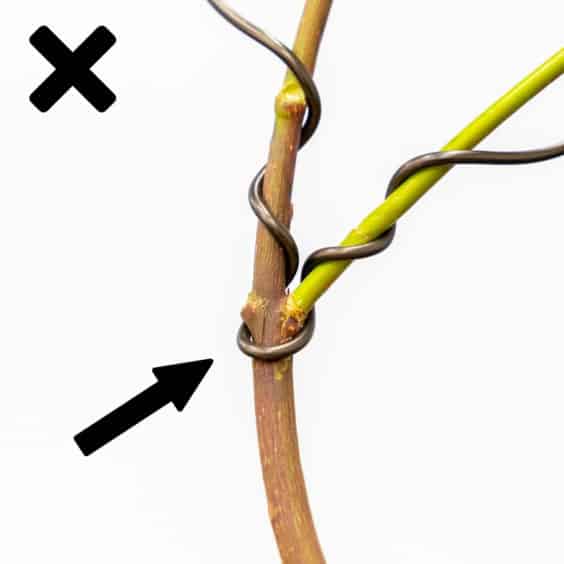 Wiring tip: how to prevent branches from splitting away from the trunk ...