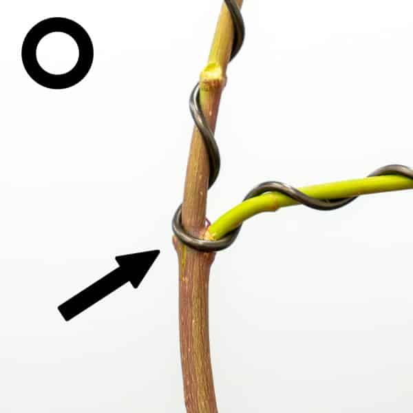 Wiring tip: how to prevent branches from splitting away from the trunk ...