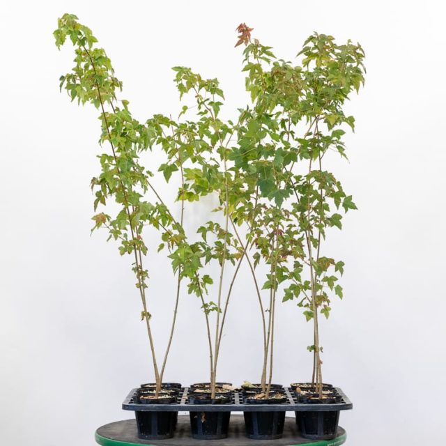 The right way and wrong way to make major cuts on young maples - Bonsai Tonight