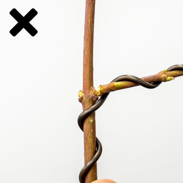 Wiring tip: how to prevent branches from splitting away from the trunk ...