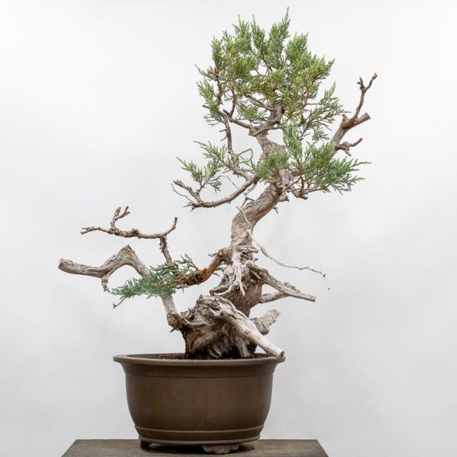 Sierra juniper - first steps - Bonsai Tonight