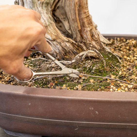Securing a tree without repotting - Bonsai Tonight