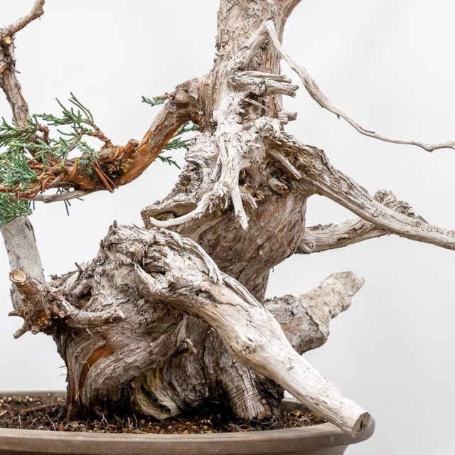 Juniper design Q&A - identifying next steps on a Sierra juniper ...