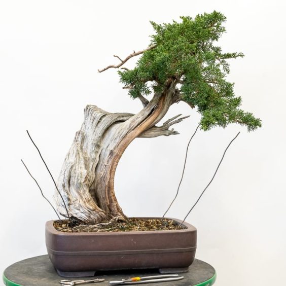 Securing a tree without repotting - Bonsai Tonight