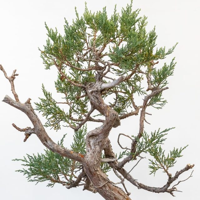 Juniper design Q&A - identifying next steps on a Sierra juniper ...