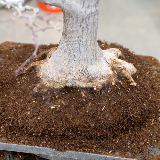 Pot selection exercise - Japanese maple - Bonsai Tonight