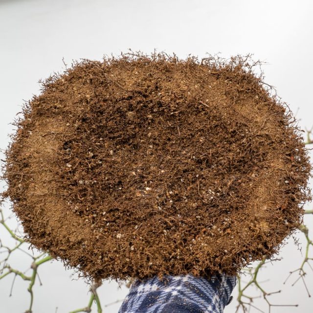 Pot selection exercise - Japanese maple - Bonsai Tonight