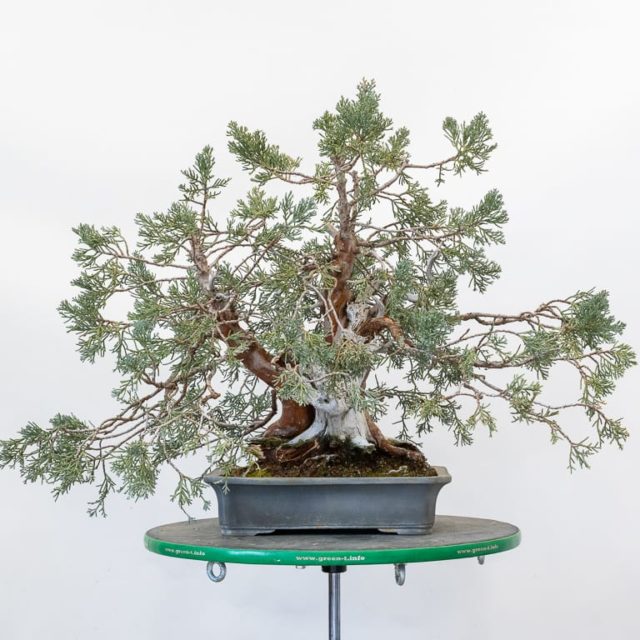 Repotting a Sierra juniper with a compacted root ball - Bonsai Tonight