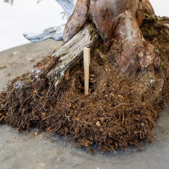 Repotting a Sierra juniper with a compacted root ball - Bonsai Tonight