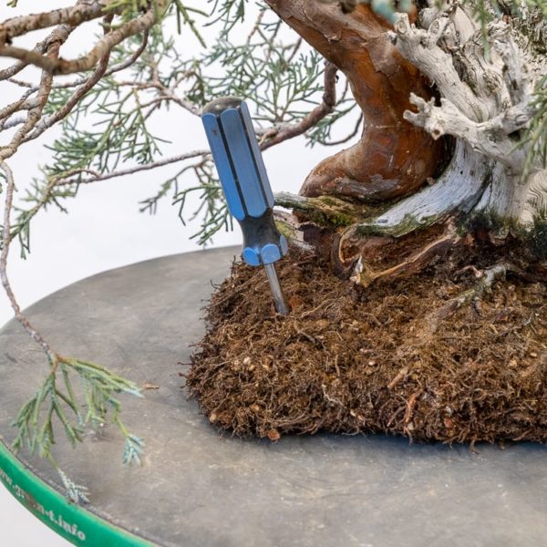Repotting a Sierra juniper with a compacted root ball - Bonsai Tonight