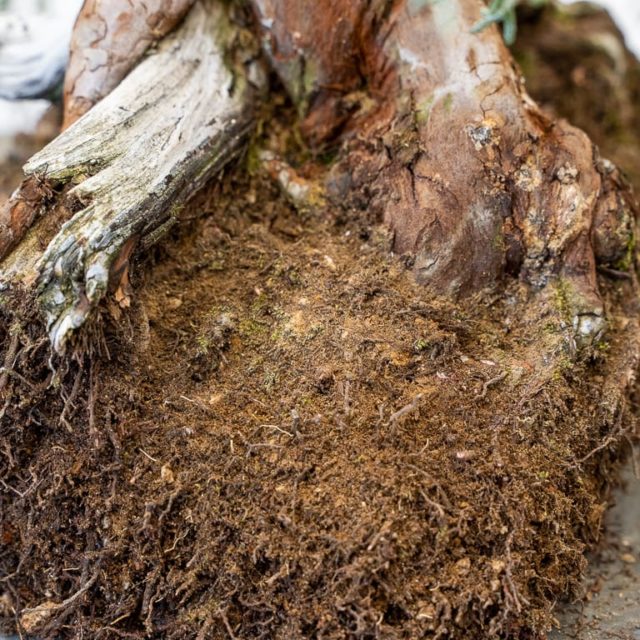 Repotting a Sierra juniper with a compacted root ball - Bonsai Tonight