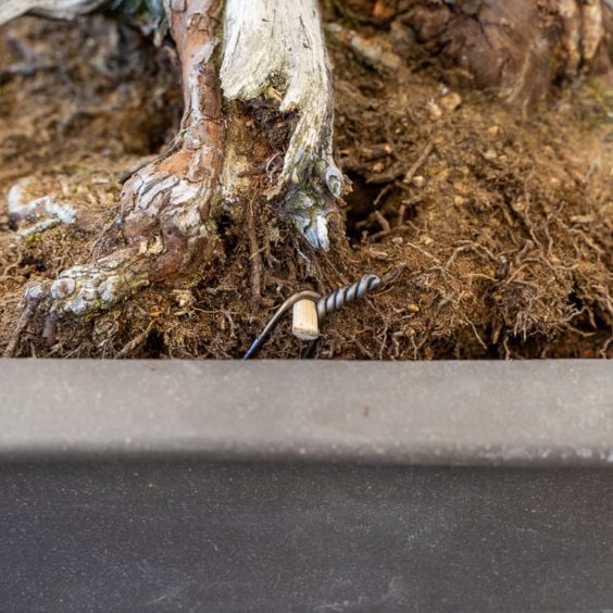 Repotting a Sierra juniper with a compacted root ball - Bonsai Tonight