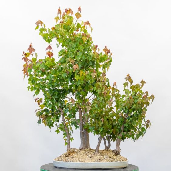 Evaluating vigor of trident maples in spring - Bonsai Tonight