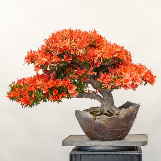 Post-bloom care for satsuki azaleas - Bonsai Tonight