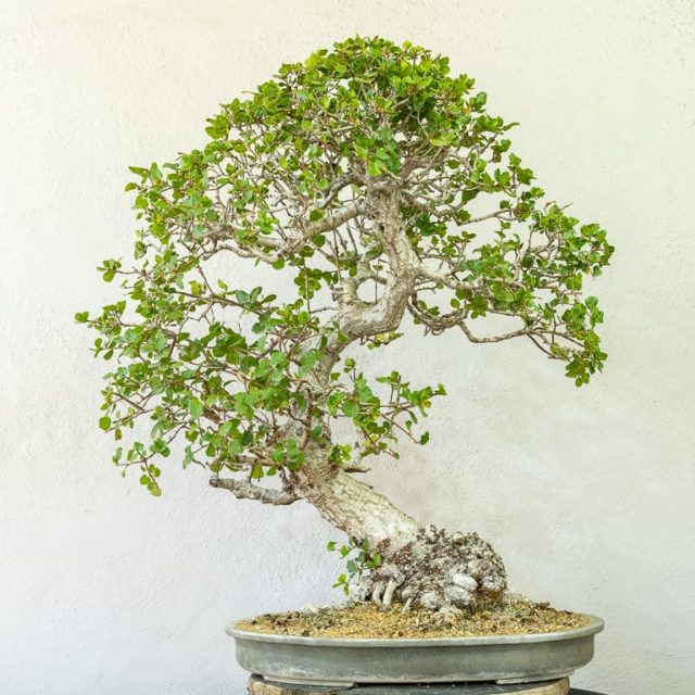 A visit to John Thompson's garden - Bonsai Tonight