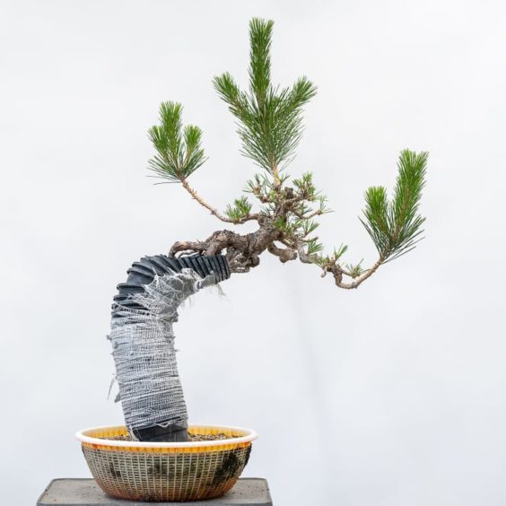 Decandling season wrap-up - Bonsai Tonight