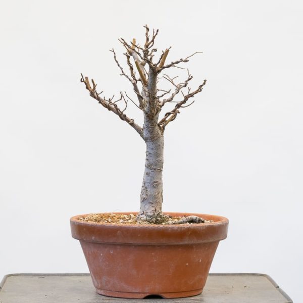 Searching for the front of a broom-style zelkova - Bonsai Tonight