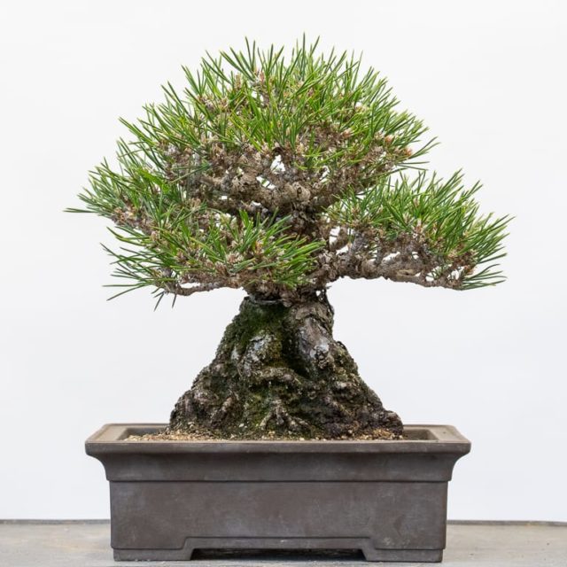 Decandling season wrap-up - Bonsai Tonight