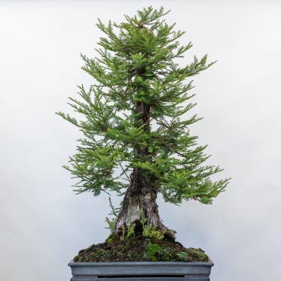 Redwood redesign: step 1 - Bonsai Tonight