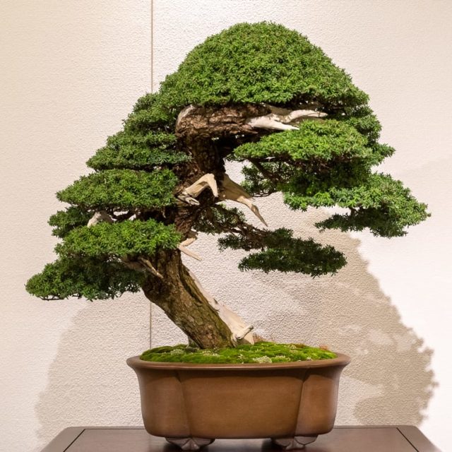 How to determine the direction or flow of a bonsai - Bonsai Tonight