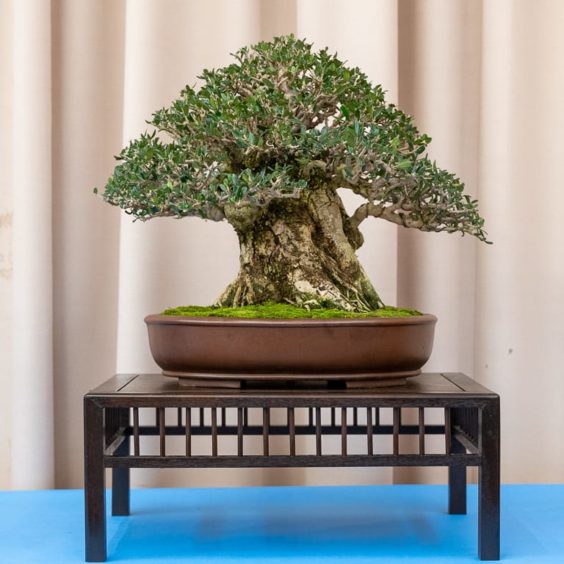 Highlights from the 40th Anniversary BABA Exhibition - Bonsai Tonight