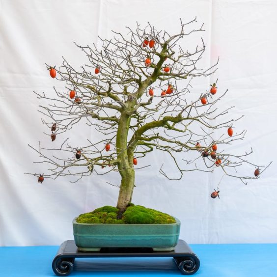 Highlights from the 40th Anniversary BABA Exhibition - Bonsai Tonight