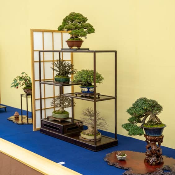 How your club can support the Pacific Bonsai Expo - Bonsai Tonight