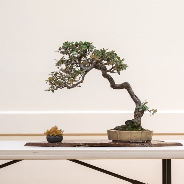 Practice displays at Sei Boku Bonsai Kai - Bonsai Tonight