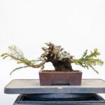Creating redwood bonsai: step 1 - Bonsai Tonight