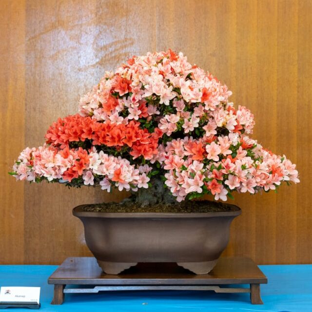 Highlights from the Bay Area Satsuki Aikokai's 25th annual show ...