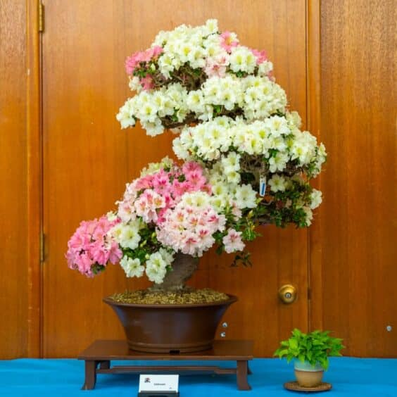 Highlights from the Bay Area Satsuki Aikokai's 25th annual show ...