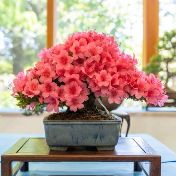 Highlights from the Bay Area Satsuki Aikokai's 25th annual show ...