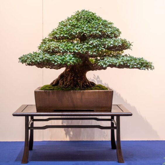 Bonsai stand conventions - Bonsai Tonight