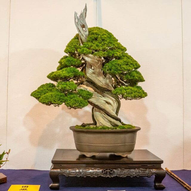 Bonsai stand conventions - Bonsai Tonight