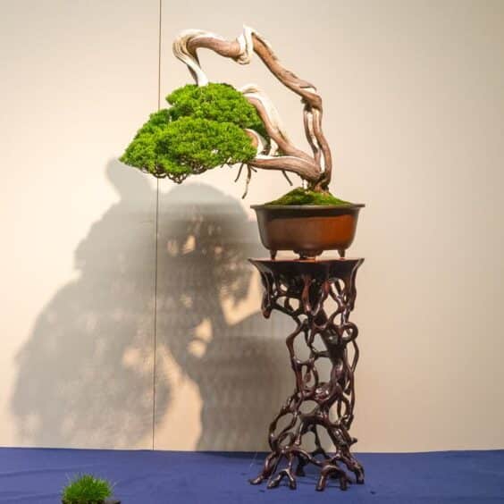 Bonsai stand conventions - Bonsai Tonight