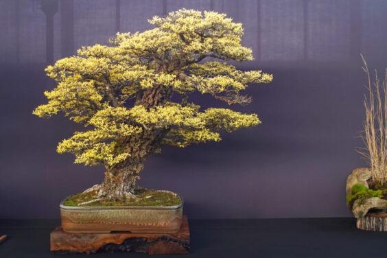 Deciduous bonsai at the Pacific Bonsai Expo - Bonsai Tonight
