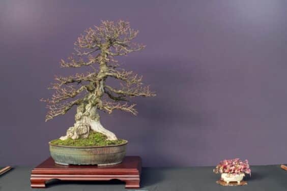 Deciduous bonsai at the Pacific Bonsai Expo - Bonsai Tonight