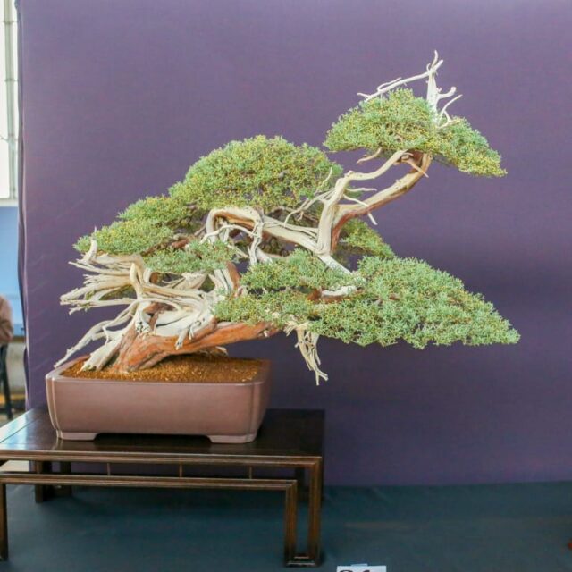 Conifers at the Pacific Bonsai Expo - Bonsai Tonight