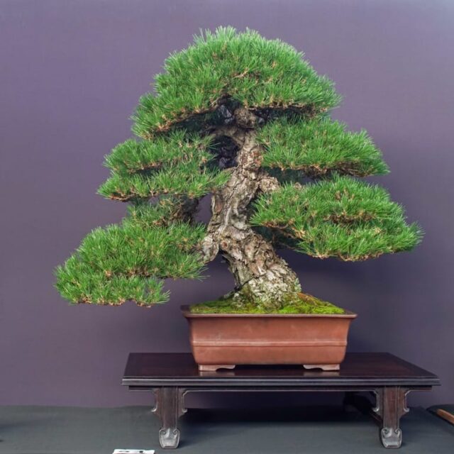 Conifers at the Pacific Bonsai Expo - Bonsai Tonight