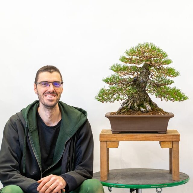 Field-grown black pine progression - part 2 - Bonsai Tonight