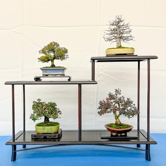 Highlights from the 41st BABA Exhibition - Bonsai Tonight