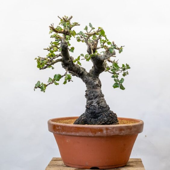 Pruning and repotting coast live oak - Bonsai Tonight