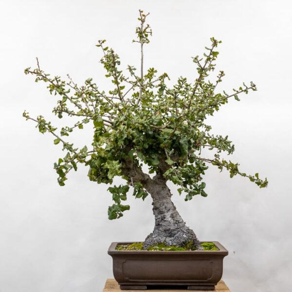 Pruning and repotting coast live oak - Bonsai Tonight