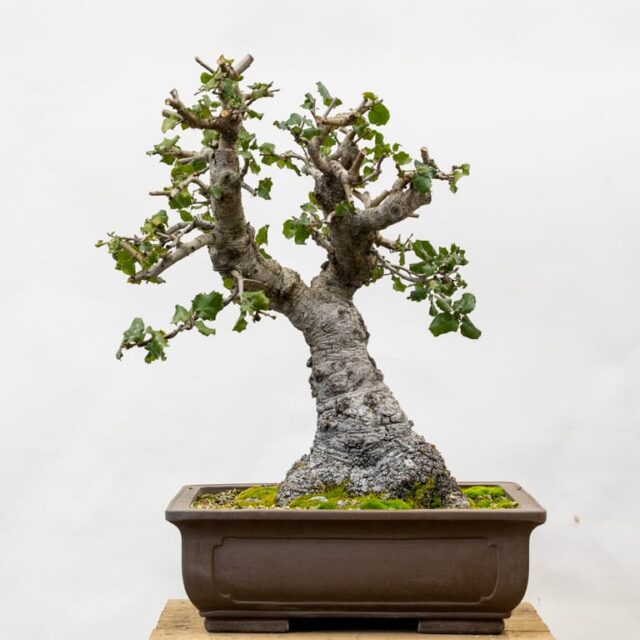 Pruning and repotting coast live oak - Bonsai Tonight