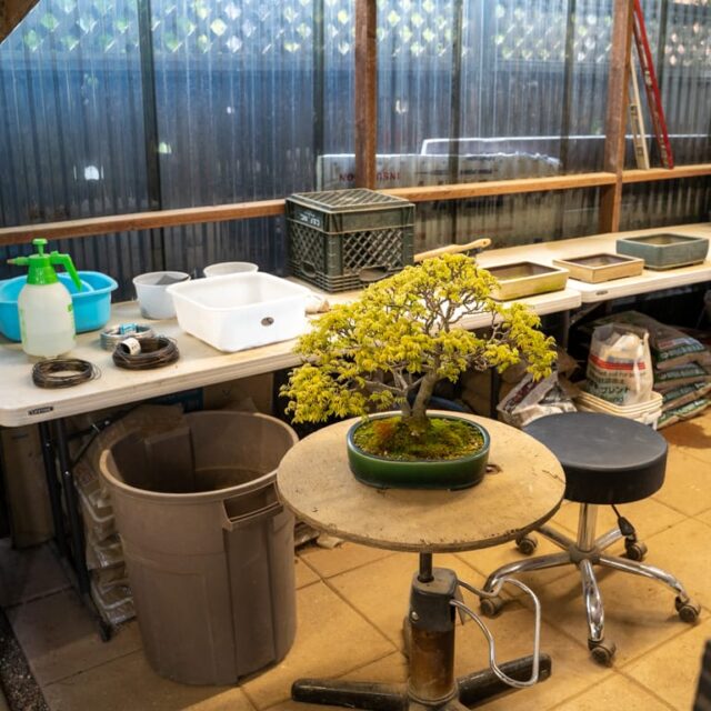 Setting up an effective workstation - Bonsai Tonight