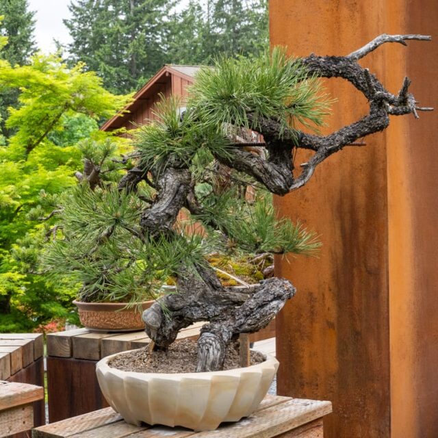 A visit to Bonsai Mirai - Bonsai Tonight