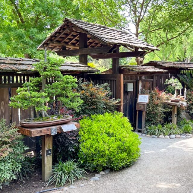 A visit to the Clark Bonsai Collection - Bonsai Tonight