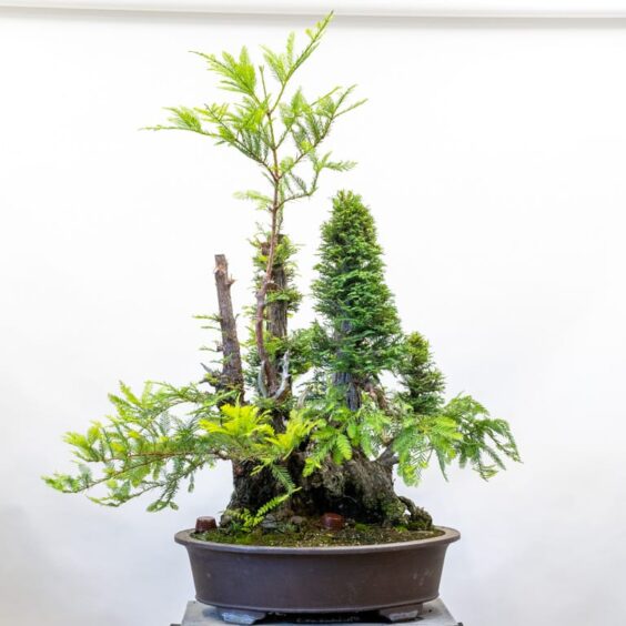 Coast redwood development update - Bonsai Tonight